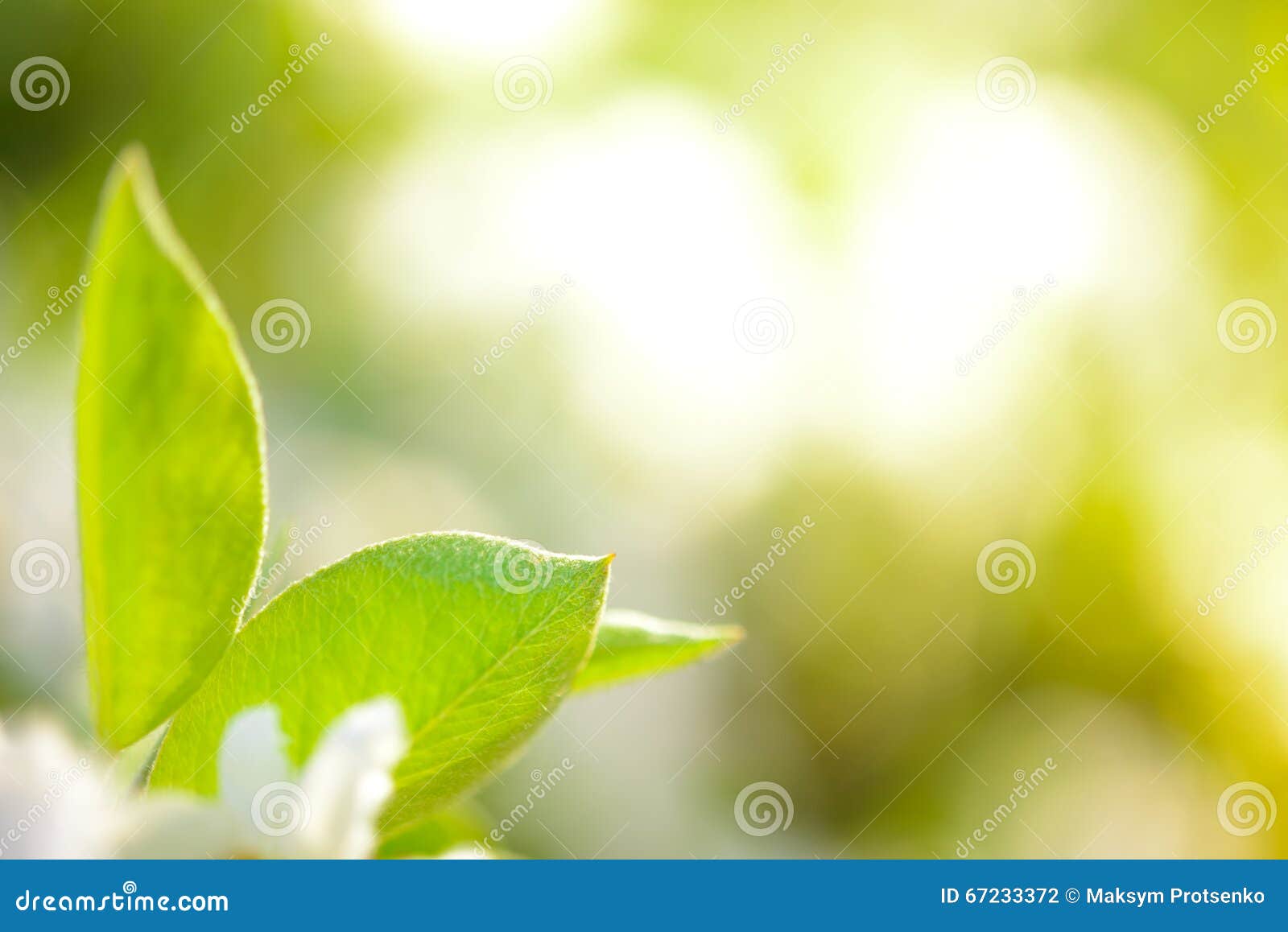 Spring Green Pear Leaves on Bright Blurred Background Stock Photo ...