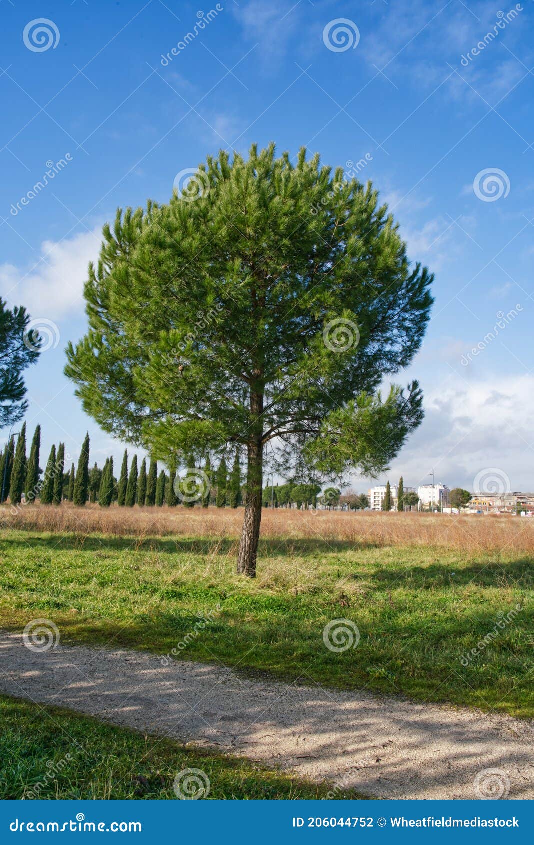 Spring Green Pine Tree, Front View, Natural Plant in Park Stock Photo ...