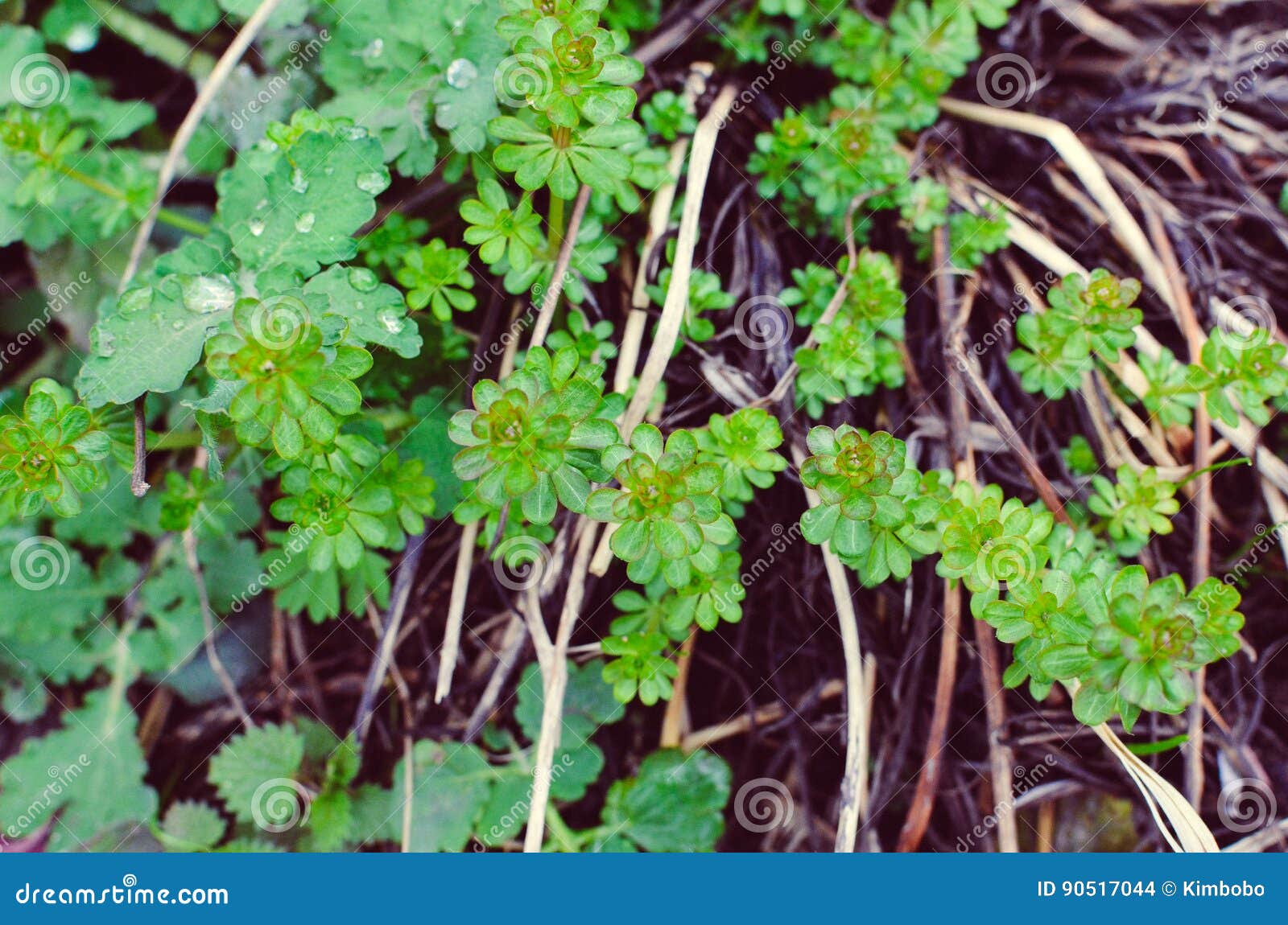 Spring Green Plants at the Ground Stock Photo - Image of close, fresh ...