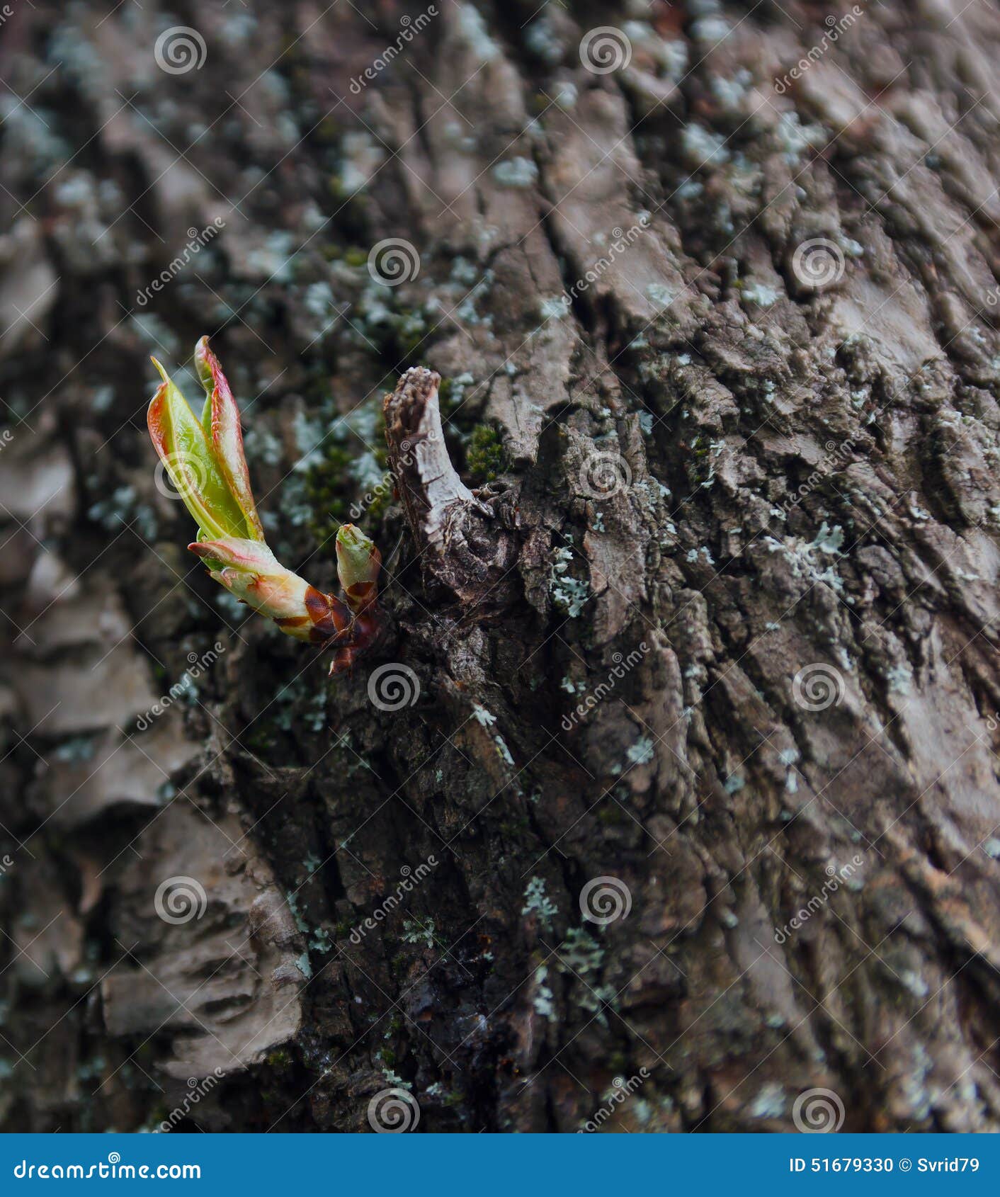 Spring Green Sprout Almonds. Stock Photo - Image of light, beginnings ...