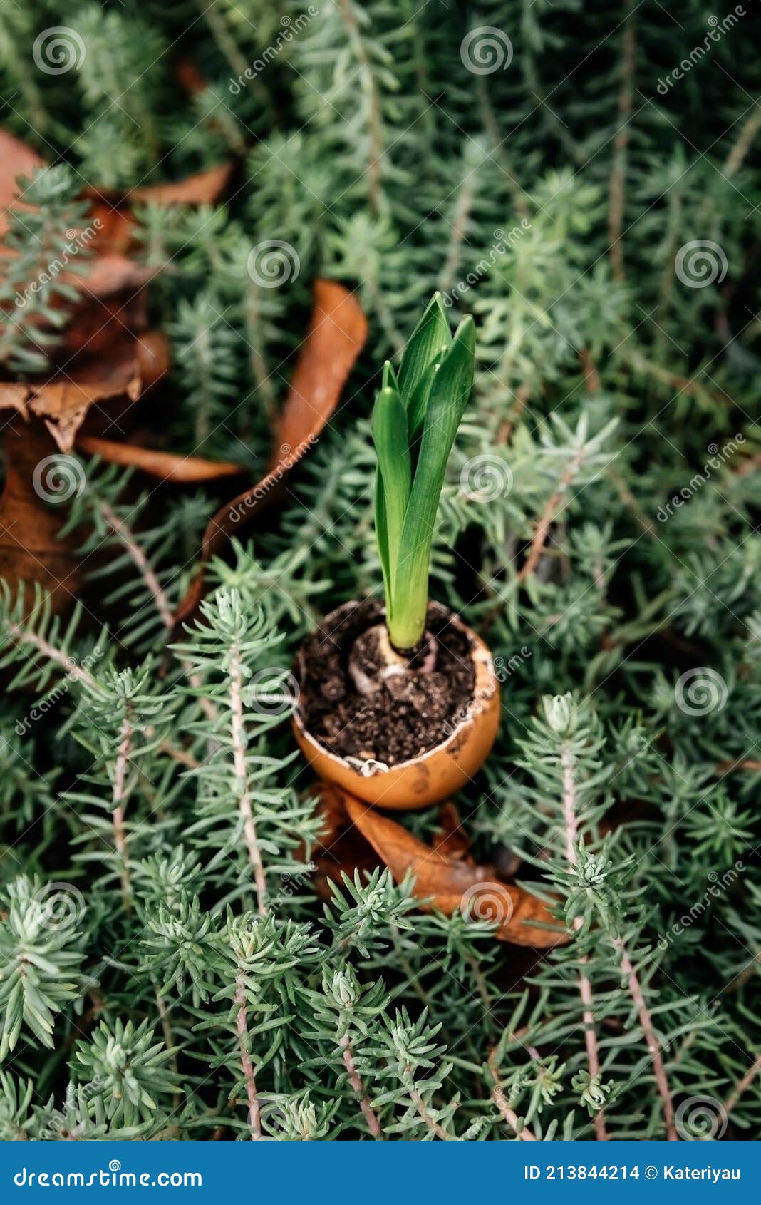 Spring Green Sprout in an Egg Shell, Easter Concept Stock Photo - Image ...