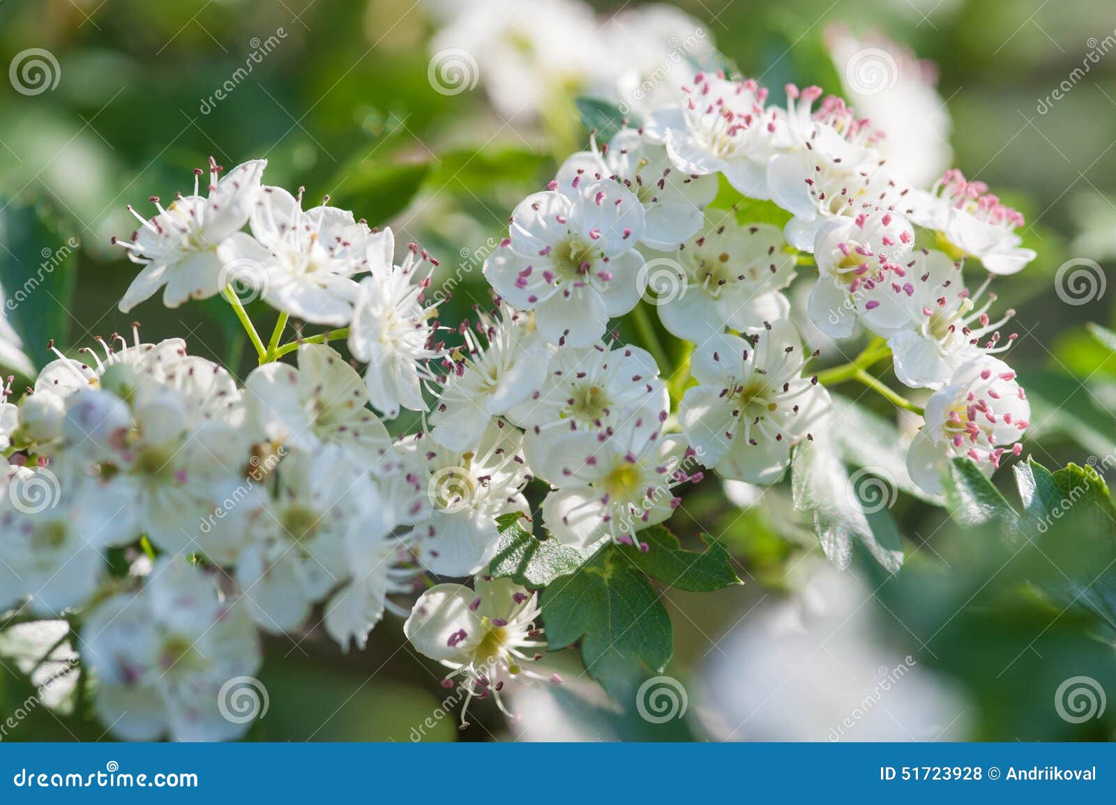 Spring green tree foliage stock photo. Image of outdoor - 51723928