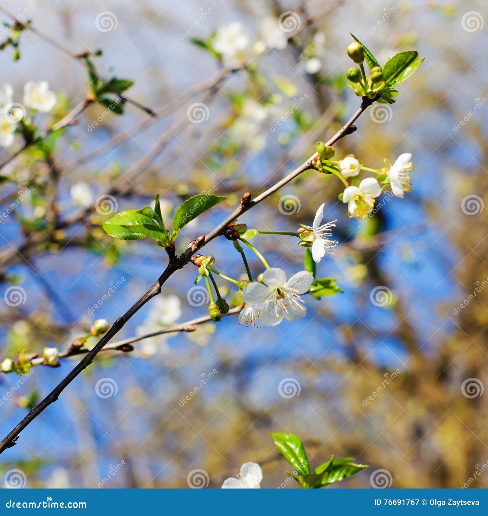 Spring green tree stock image. Image of freshness, foreground - 76691767