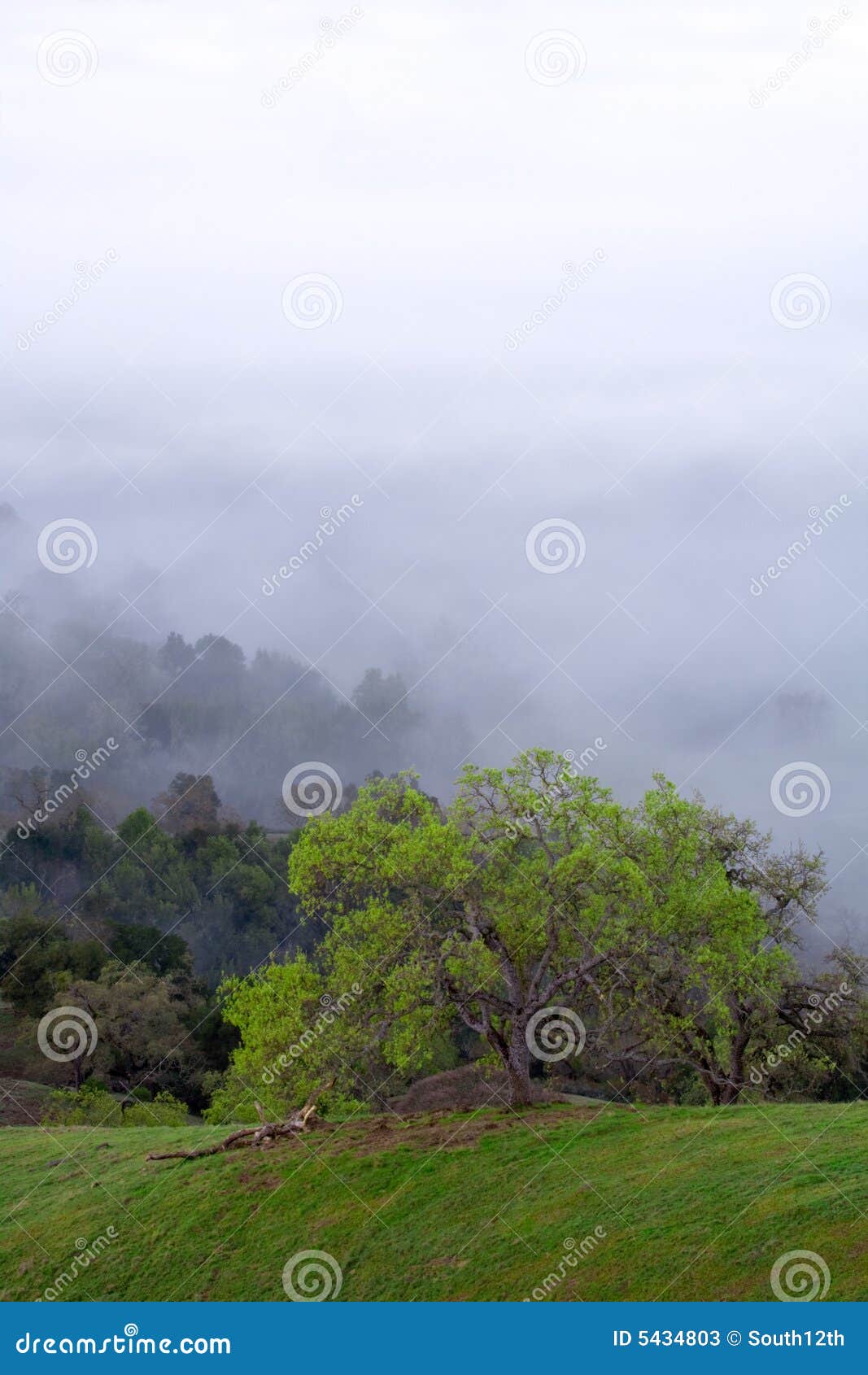 Spring Green Tree in Mist stock image. Image of dusk, dawn - 5434803