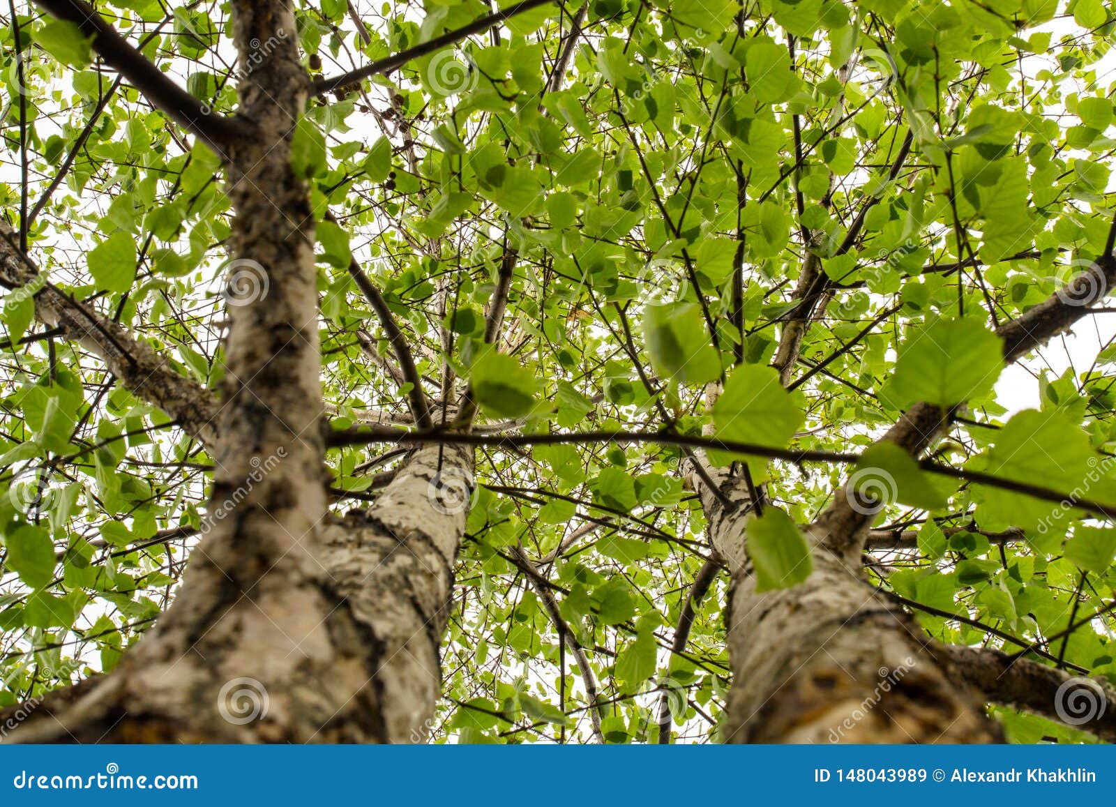 Two Spring Trees with Green Leaves Perspective View Looking Up Stock ...