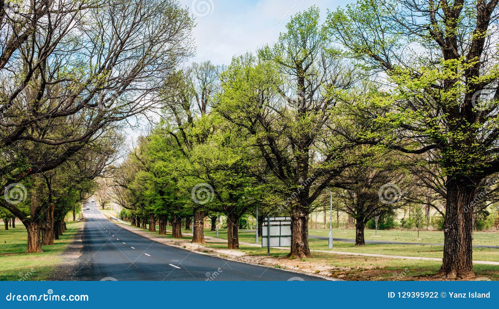 Spring Green Trees, Park Road Perspective, Green Alley Tree Rows Stock ...