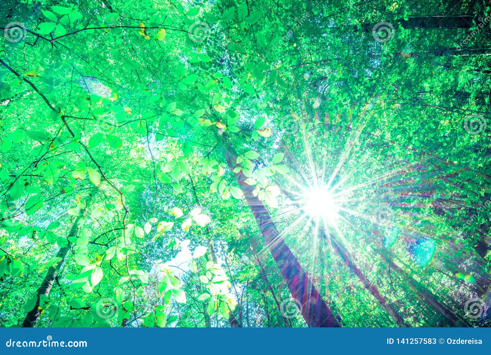 Spring Green View of Forest with Sunlight Stock Image - Image of dawn ...