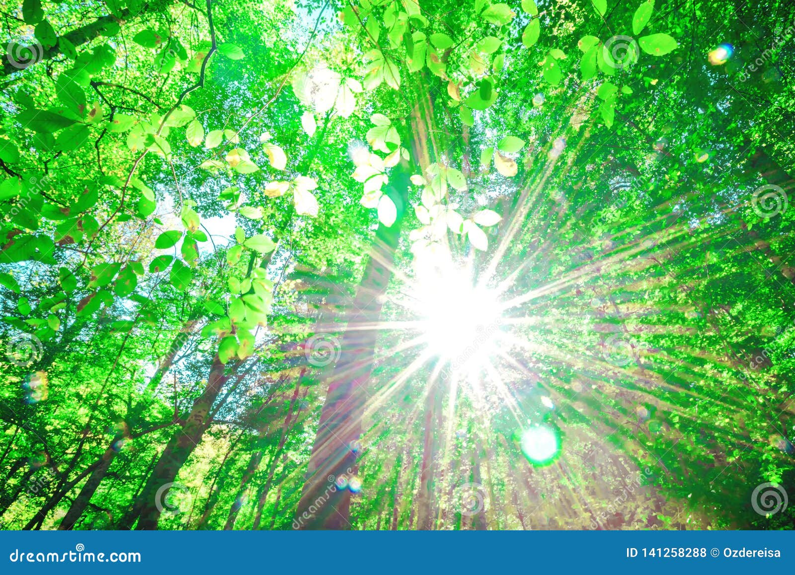 Spring Green View of Forest with Sunlight Stock Photo - Image of ...