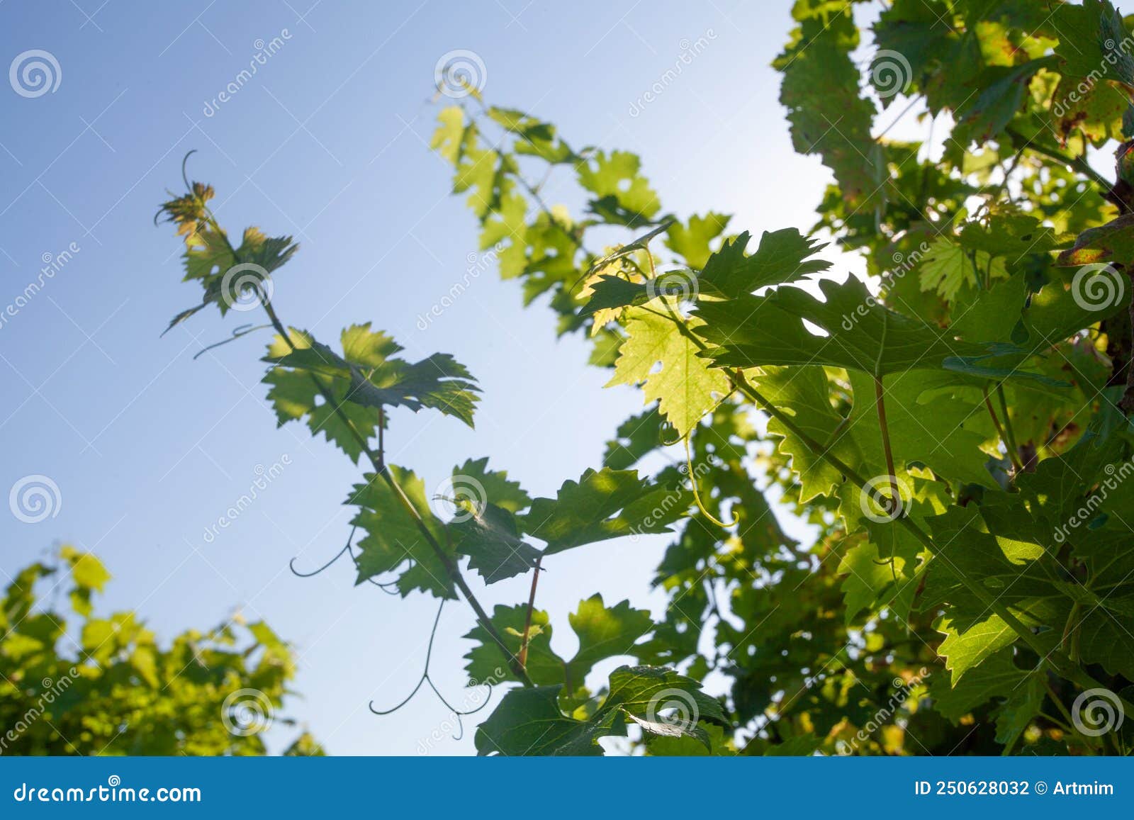 Spring Green Vine Leaves Against Blue Sky Background Stock Photo ...
