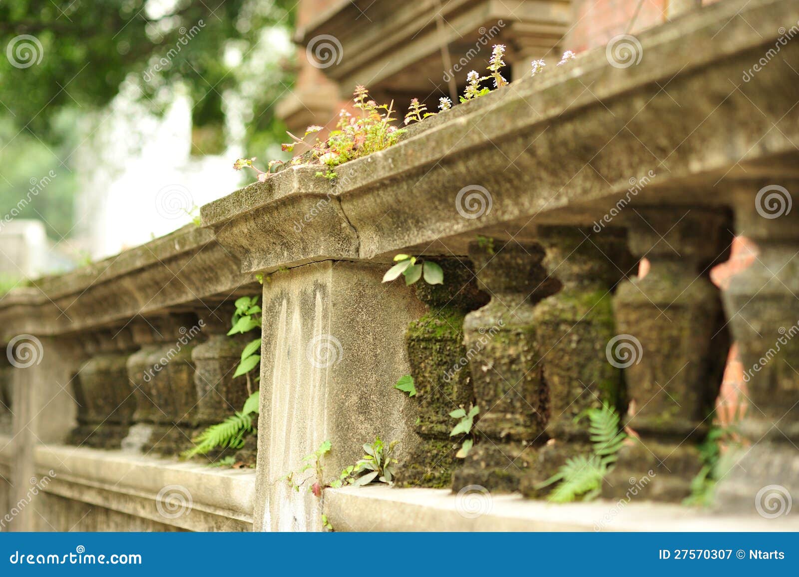Spring Green wall stock image. Image of strong, lively - 27570307