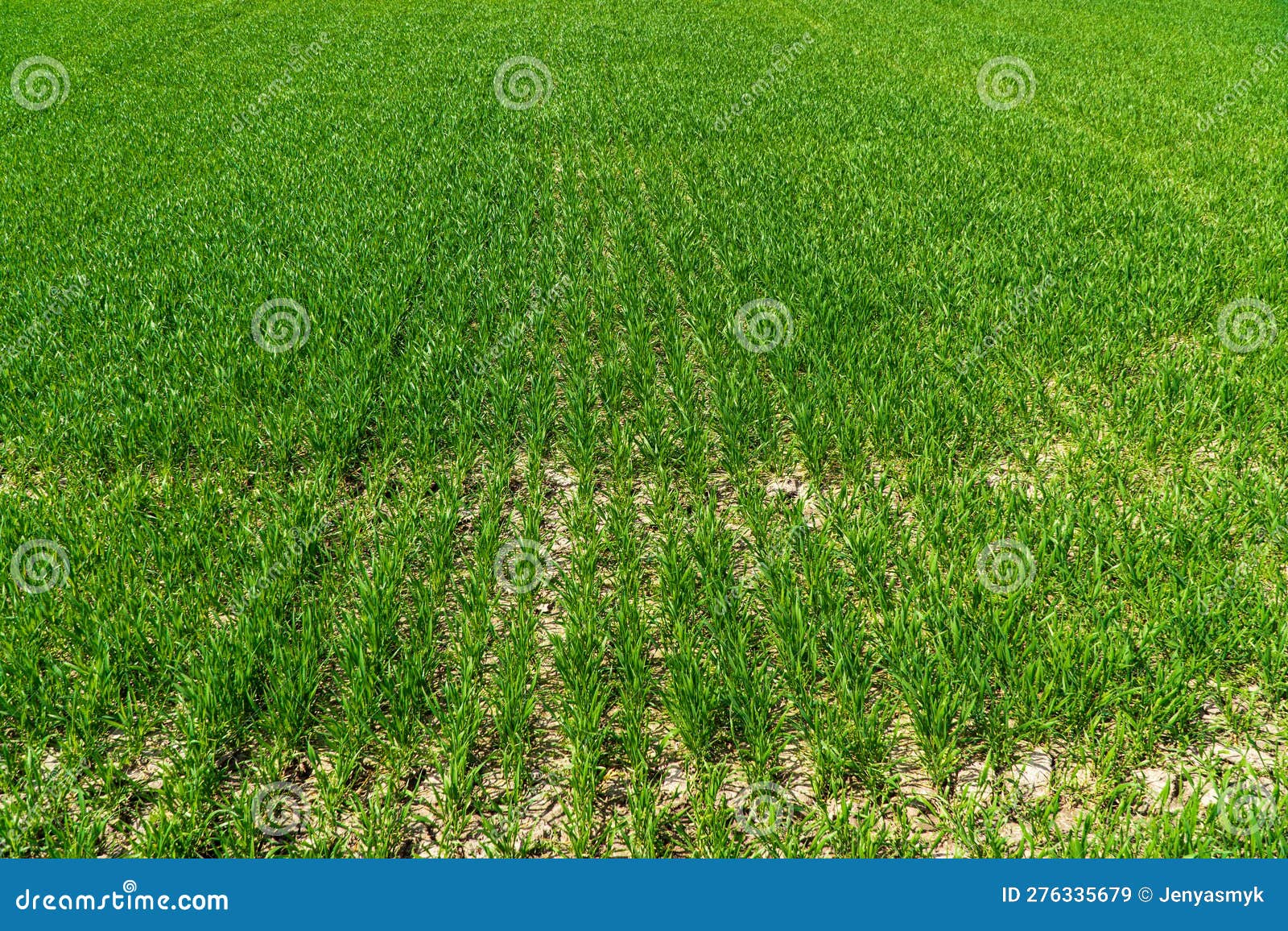 Spring Green Wheat Grows in Soil. Green Sprouts of Wheat Stock Image ...