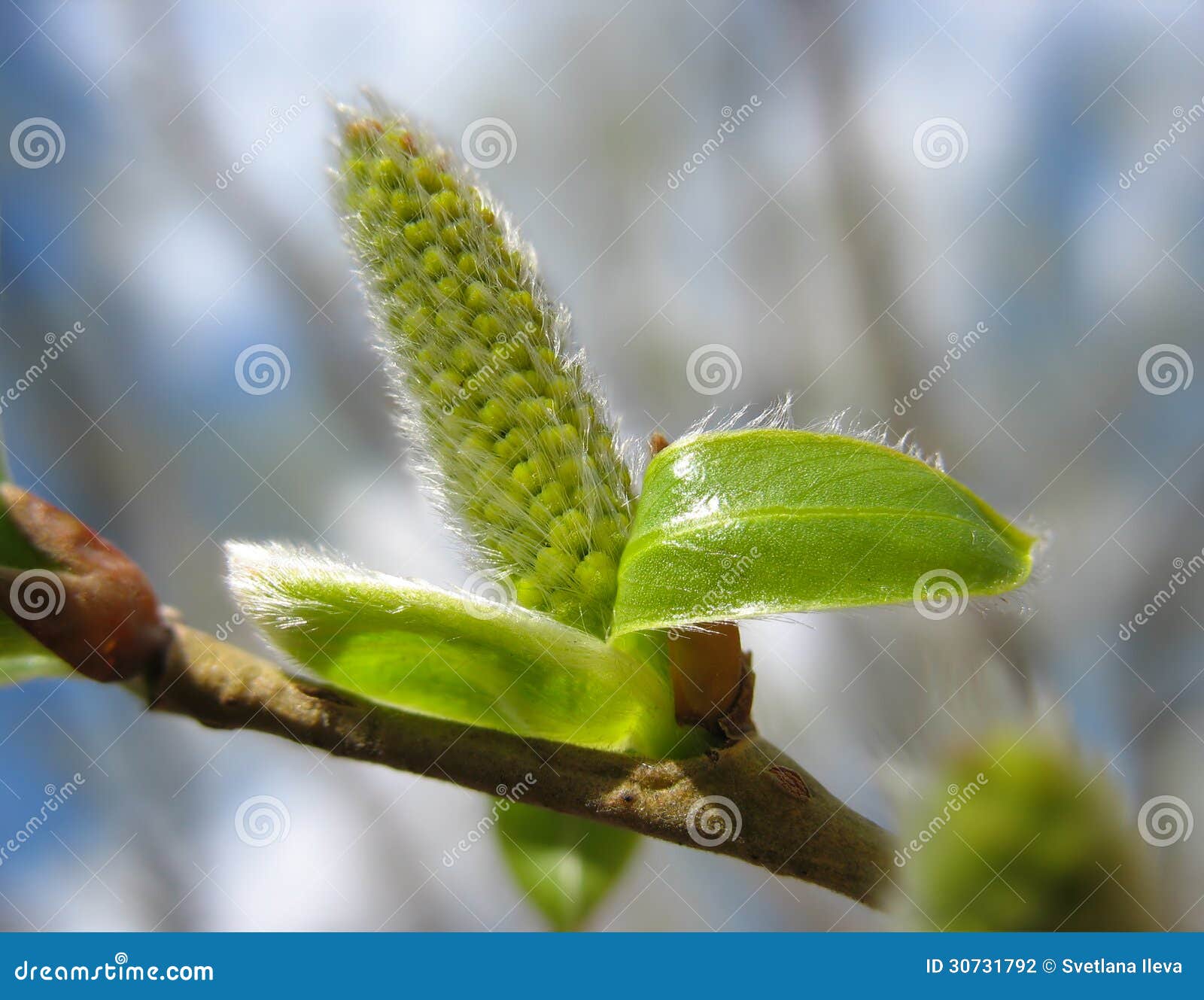 Spring. Green Willow Catkin Close-up Stock Photo - Image of leaf ...