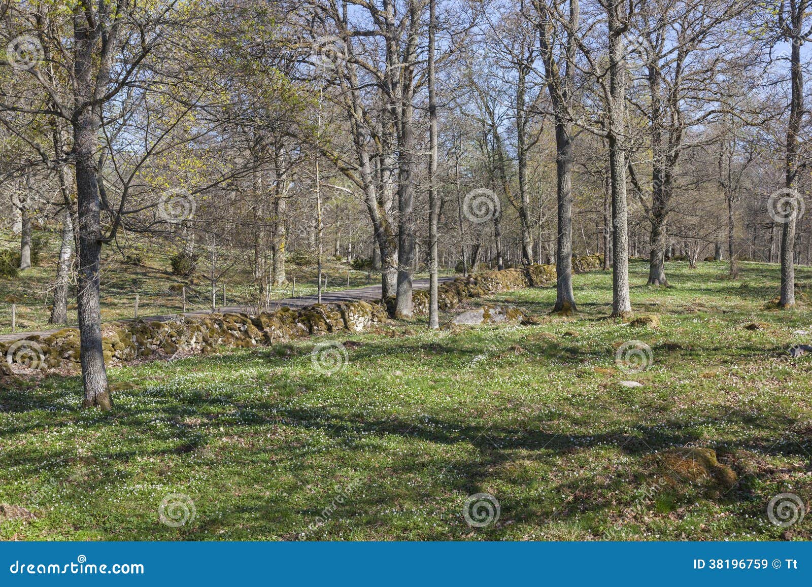 Spring greenery stock image. Image of landscape, green - 38196759