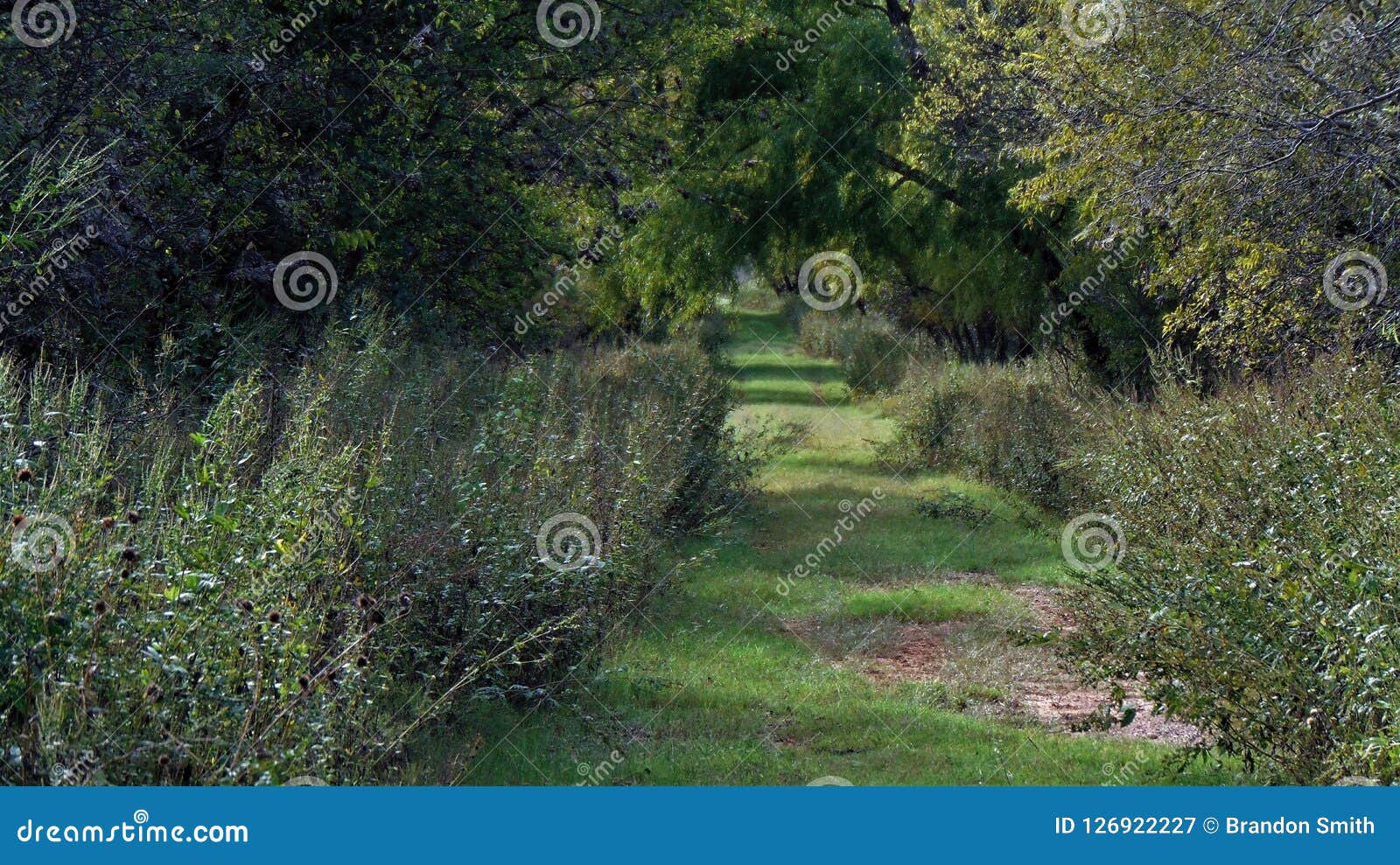 The Spring Greenery Hiking Path Stock Image - Image of environment ...