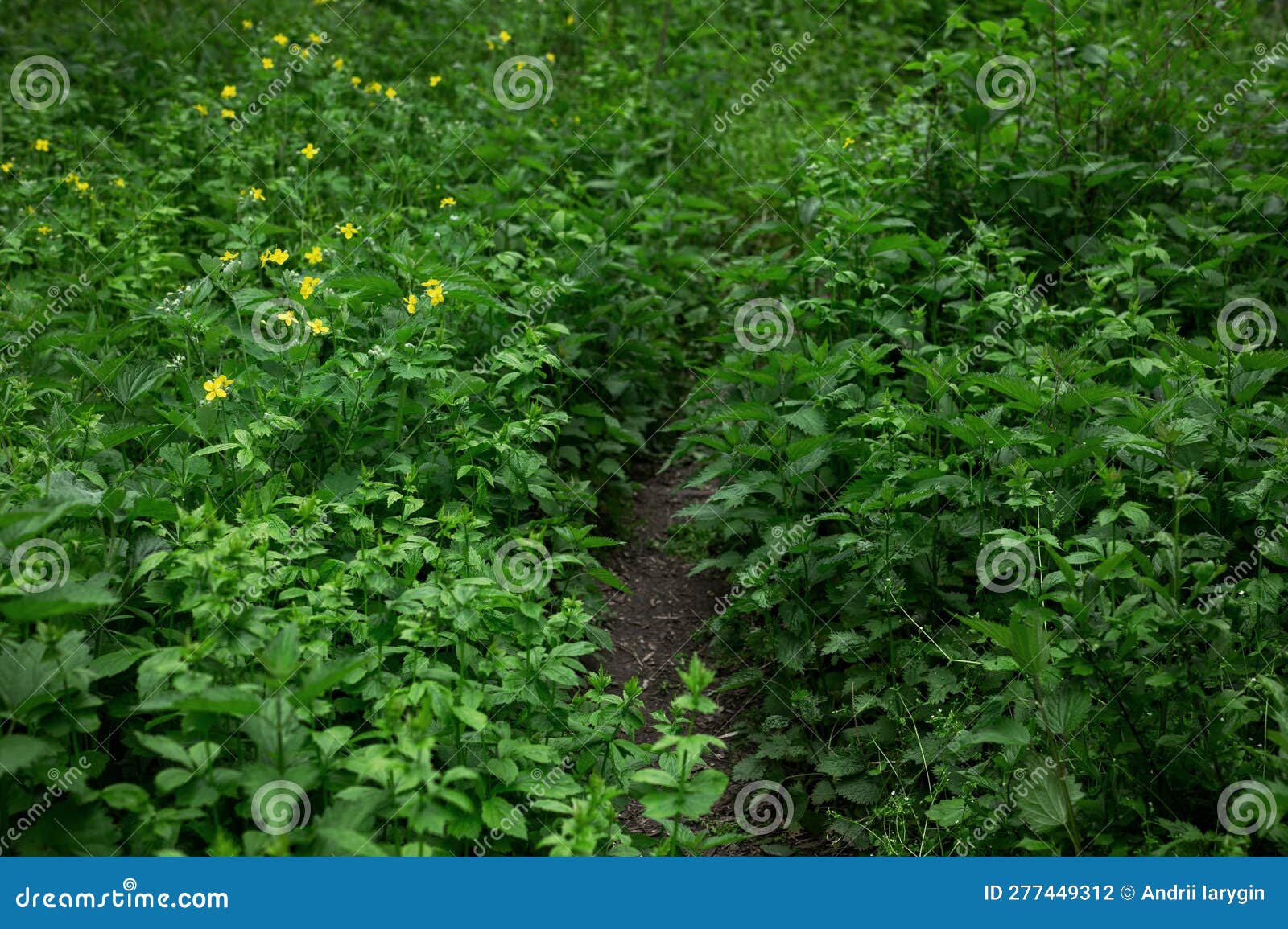 Spring Greenery Wallpaper Nature Outdoor Green Stock Photo - Image of ...