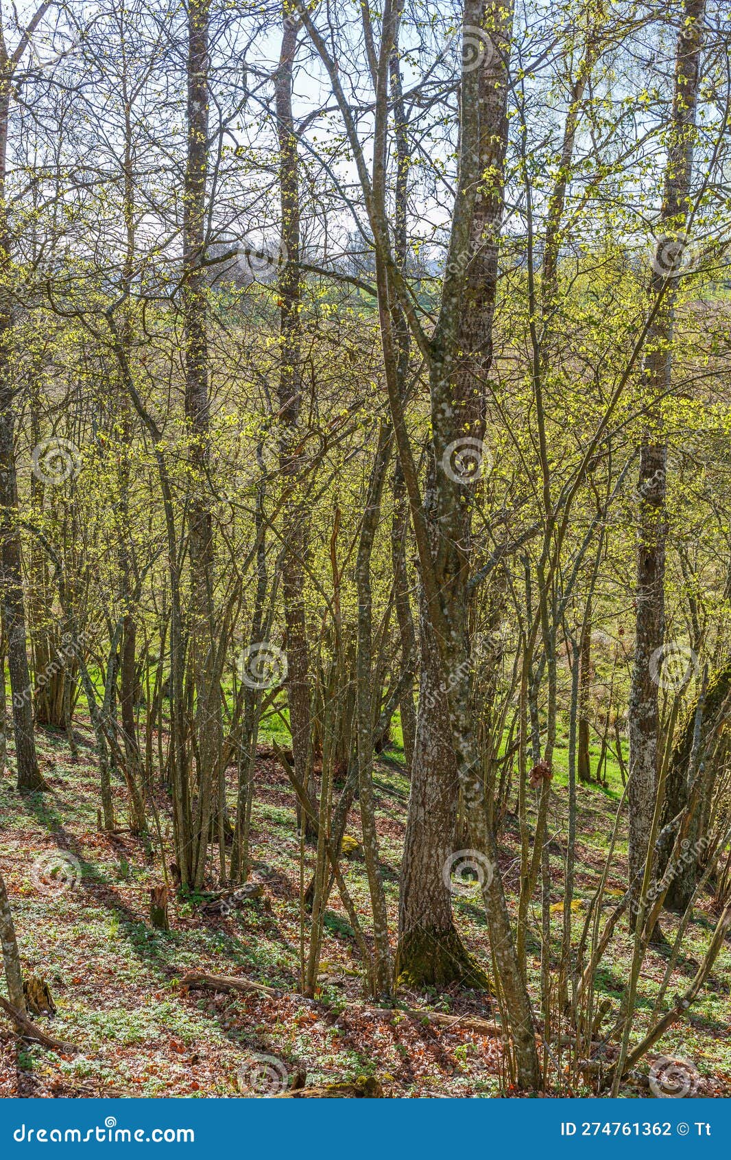Spring Greenery in the Woods of Hazel Trees a Spring Day Stock Photo ...