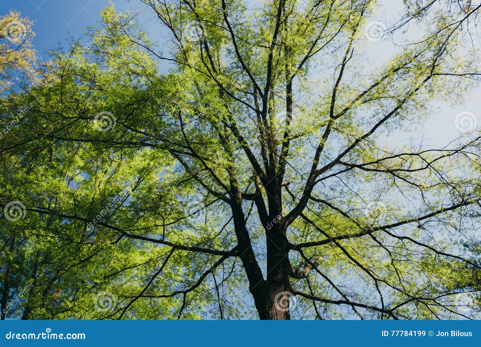 Spring Greens on a Tree at Monticello, Virginia. Stock Image - Image of ...