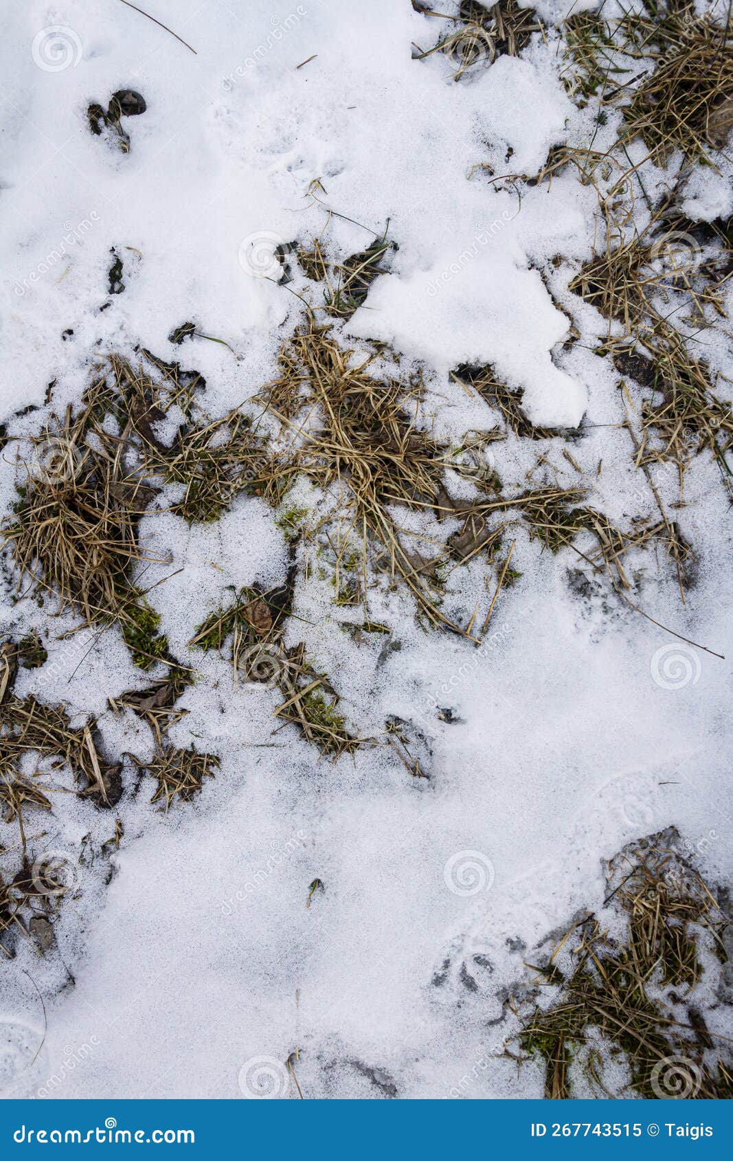 Spring Ground Covered with Thawing Snow Stock Image - Image of natural ...