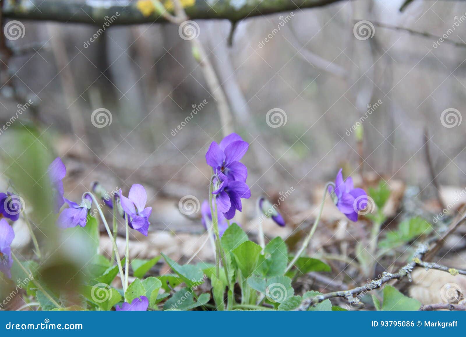 Spring Ground Violets Flowers Stock Photo - Image of season, bouquet ...