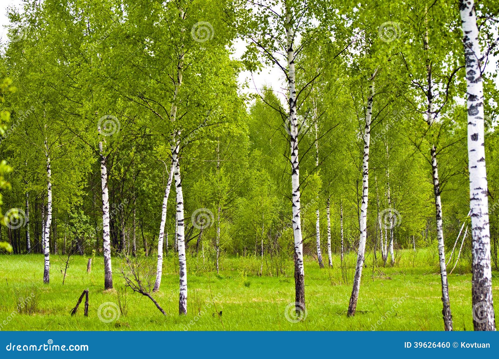 Spring. a Group of Young Birch Trees with Fresh Leaves Stock Photo ...
