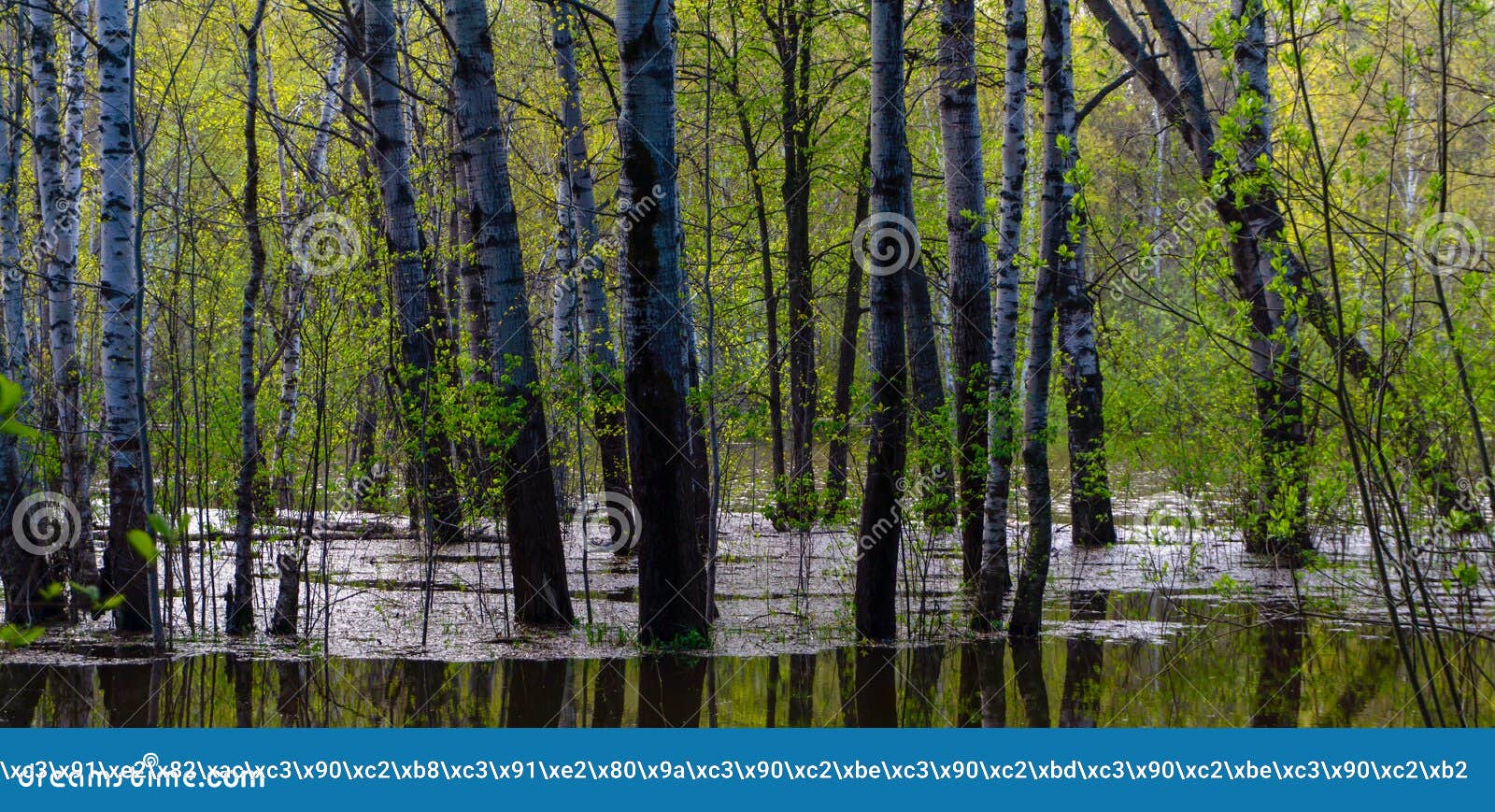 Spring Grove of Trees Flooded during High Water Stock Image - Image of ...