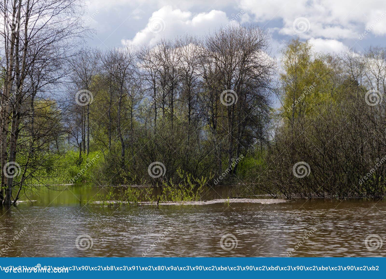 Spring Grove of Trees Flooded during High Water Stock Photo - Image of ...