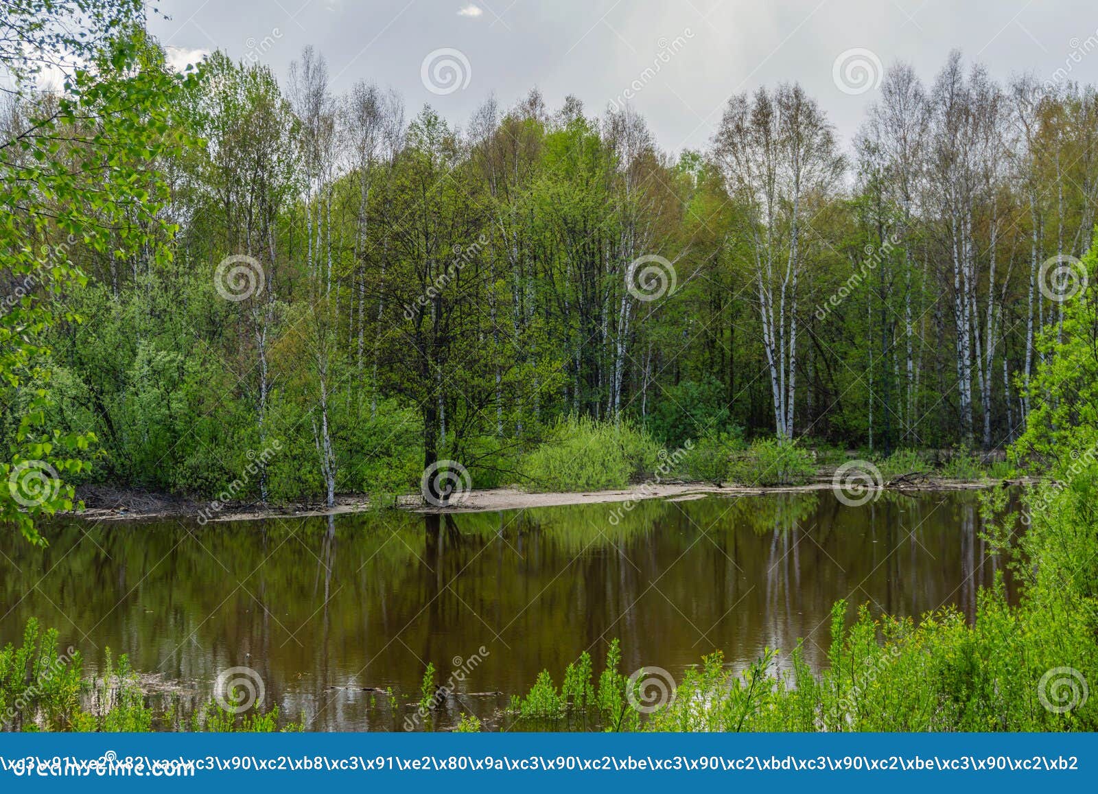 Spring Grove of Trees Flooded during High Water Stock Image - Image of ...