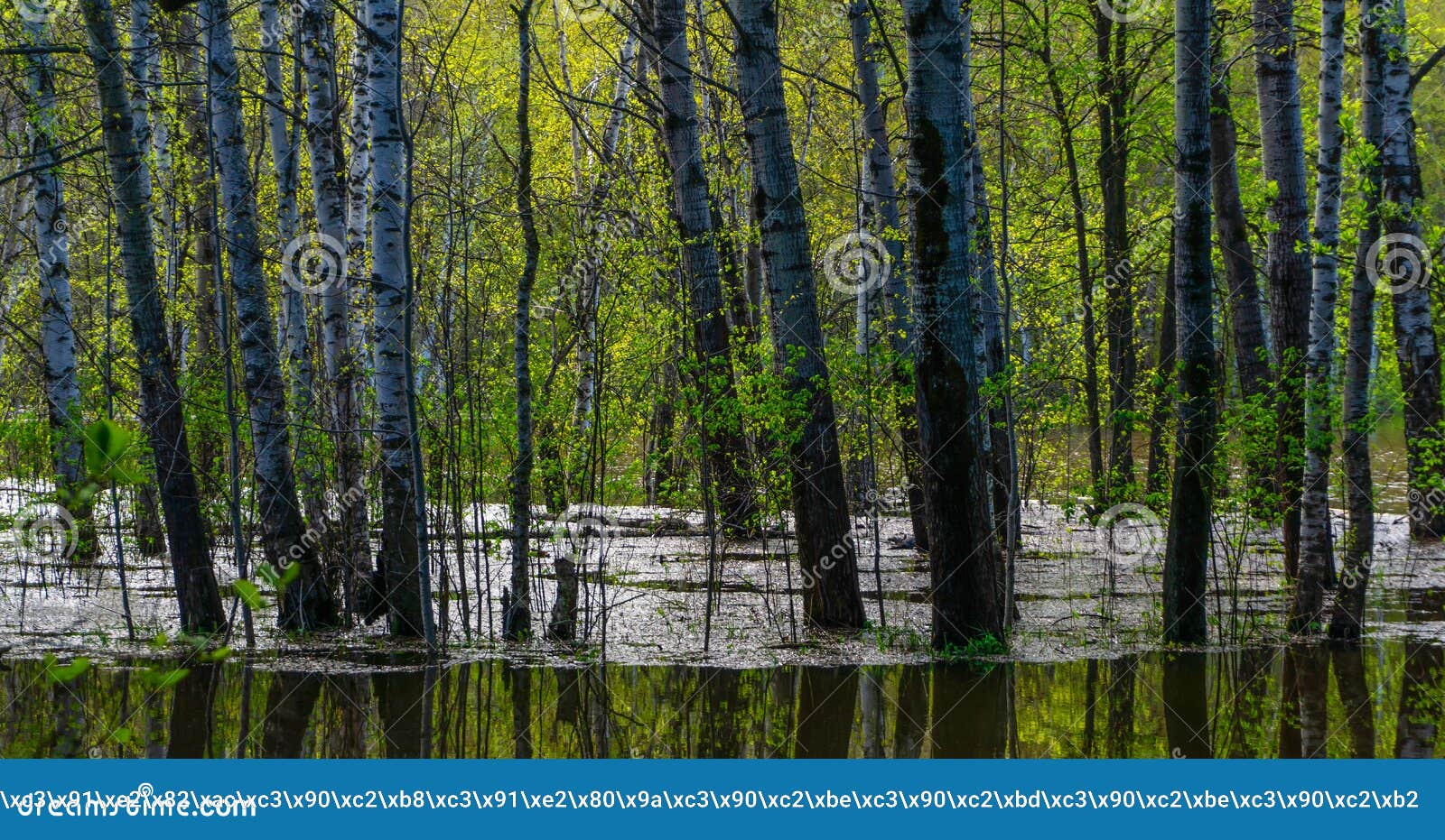 Spring Grove of Trees Flooded during High Water Stock Photo - Image of ...