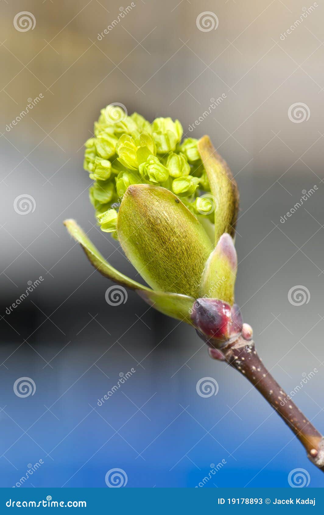 Spring growing bud stock image. Image of beauty, plant - 19178893