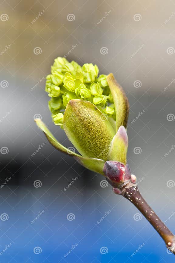 Spring growing bud stock image. Image of beauty, plant - 19178893