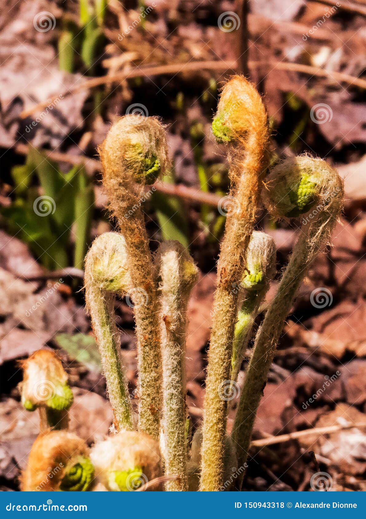 Spring 2019: Growing Fiddleheads Stock Photo - Image of flower, light ...