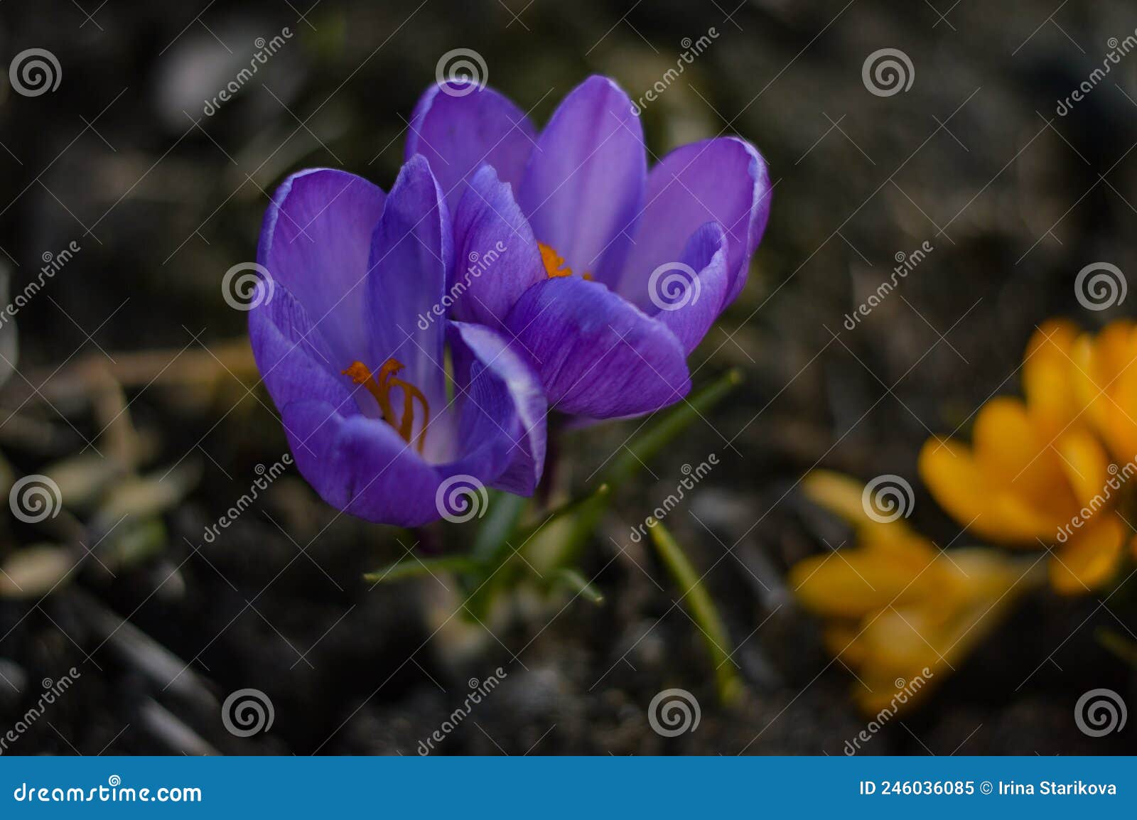Spring Growing Flowers and Nature that Comes Alive Stock Image - Image ...