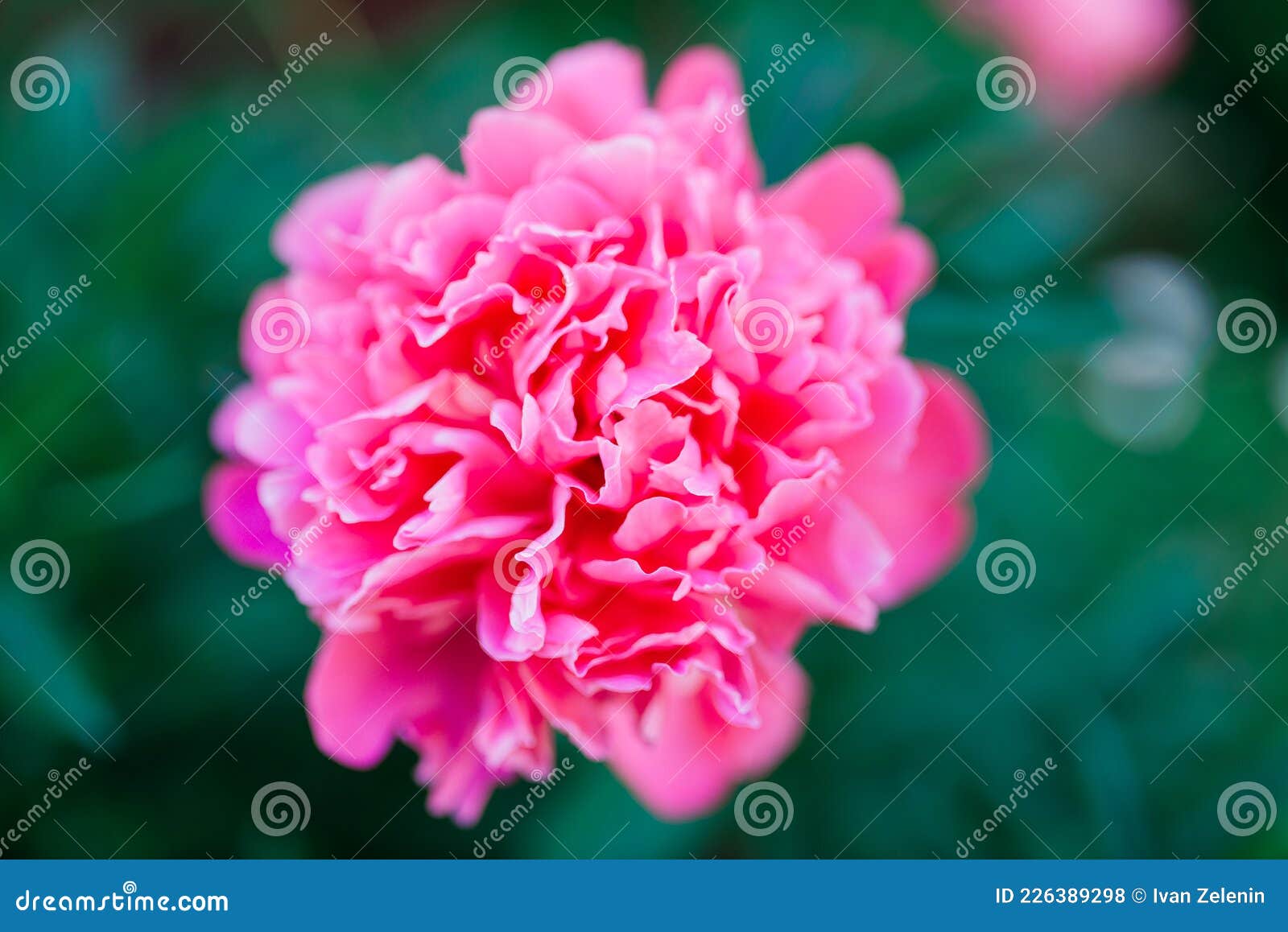 Spring Growing Flowers and Nature that Comes Alive Stock Photo - Image ...