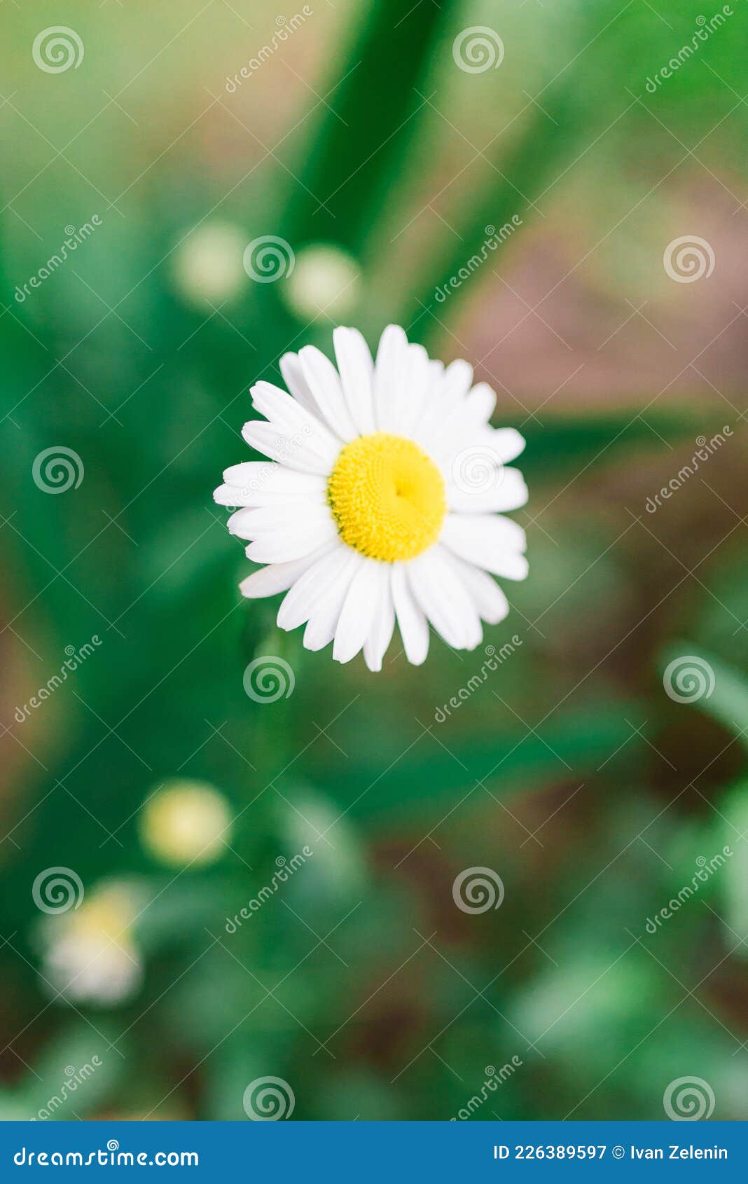 Spring Growing Flowers and Nature that Comes Alive Stock Image - Image ...