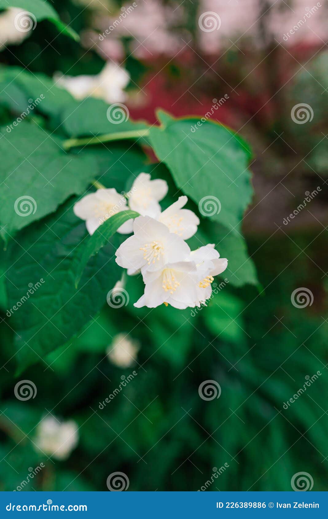 Spring Growing Flowers and Nature that Comes Alive Stock Photo - Image ...