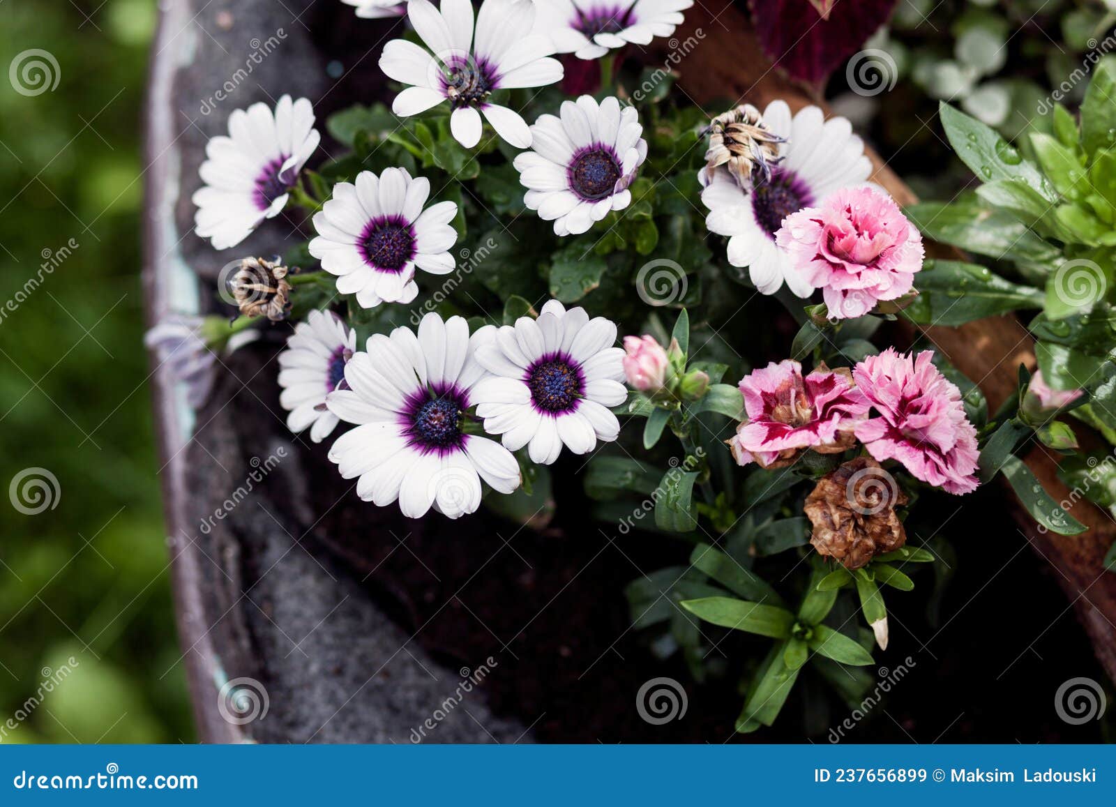 Spring growing flowers stock image. Image of plant, flower - 237656899