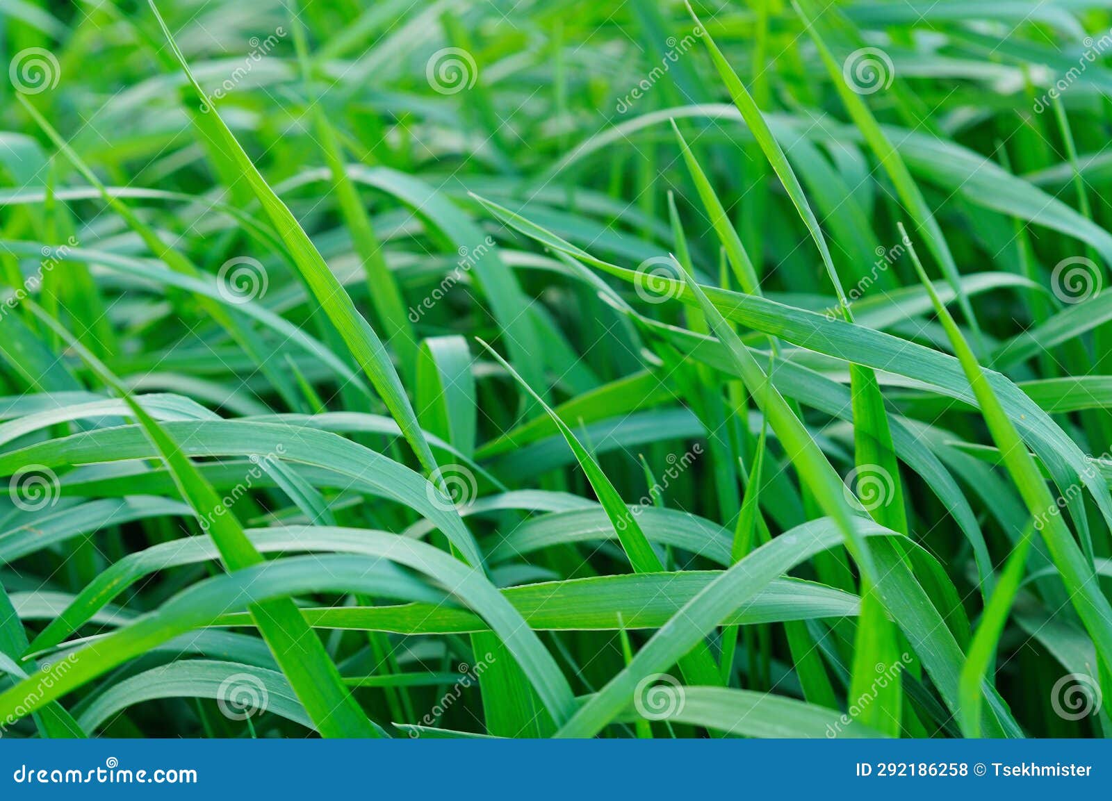 Spring growing grass stock photo. Image of grass, meadow - 292186258