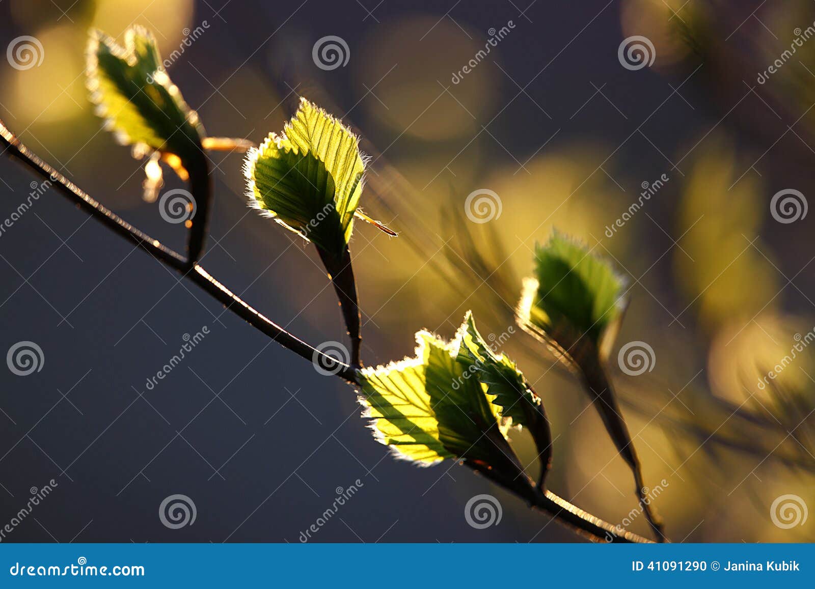Spring growing leaves stock photo. Image of color, park - 41091290