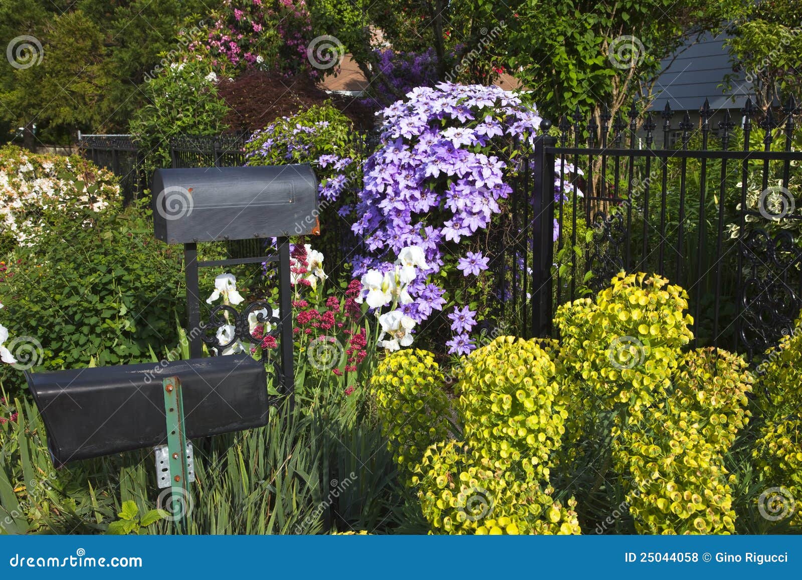 Spring growth. stock photo. Image of spring, neighborhood - 25044058