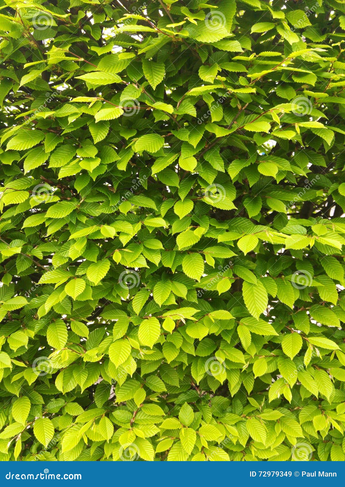 Spring growth stock image. Image of biome, growth, spring - 72979349