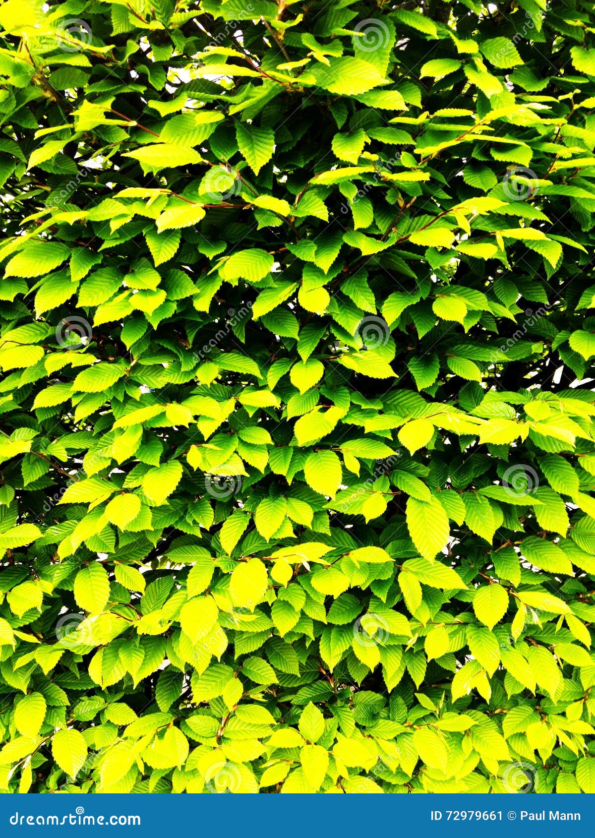 Spring growth stock image. Image of growth, spring, biome - 72979661