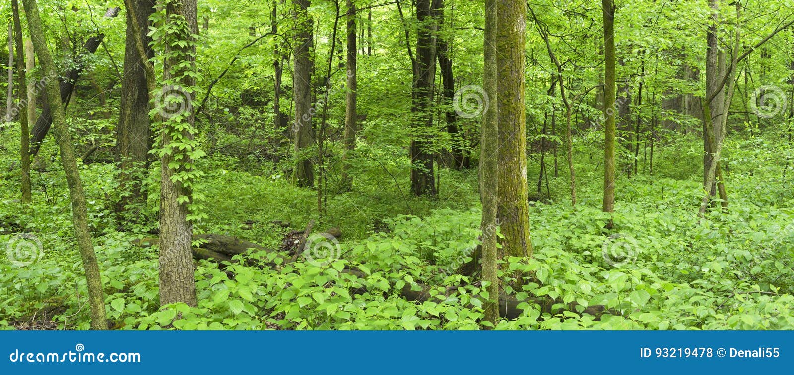 7,530 Midwest Forest Stock Photos - Free & Royalty-Free Stock Photos ...