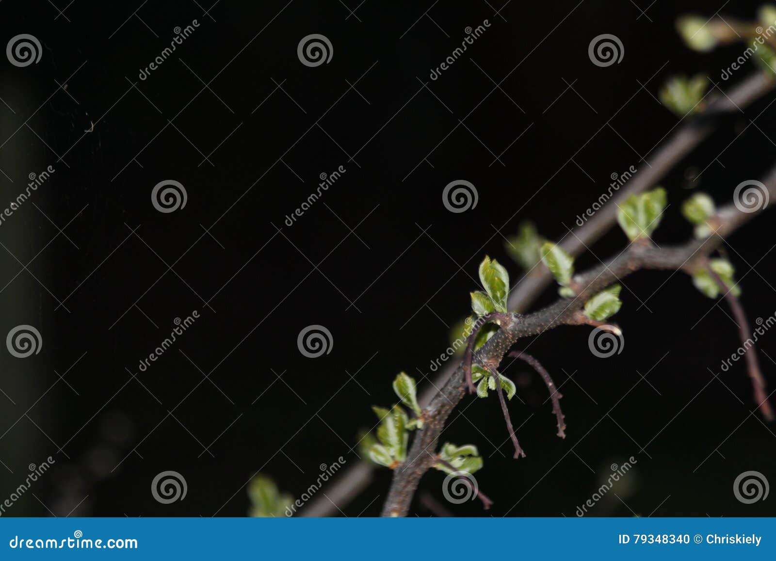 Spring Growth stock photo. Image of pretty, provide, fruit - 79348340