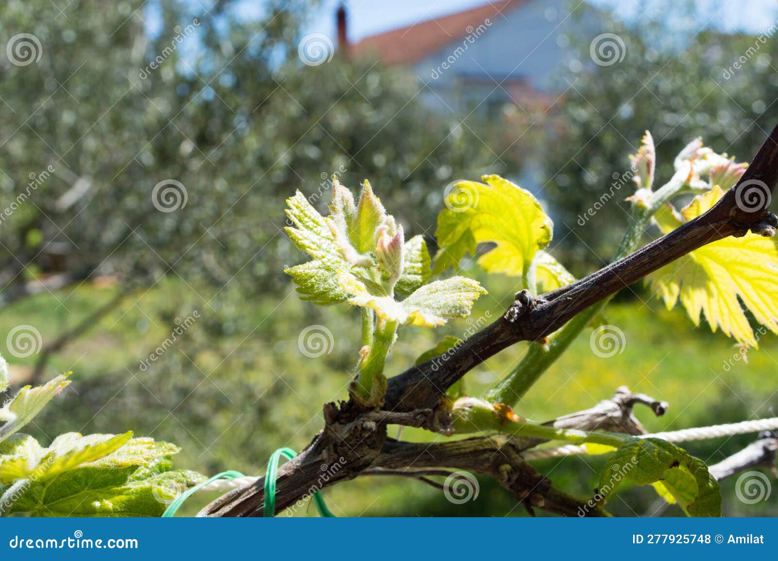Spring growth of grapevine stock photo. Image of spring - 277925748