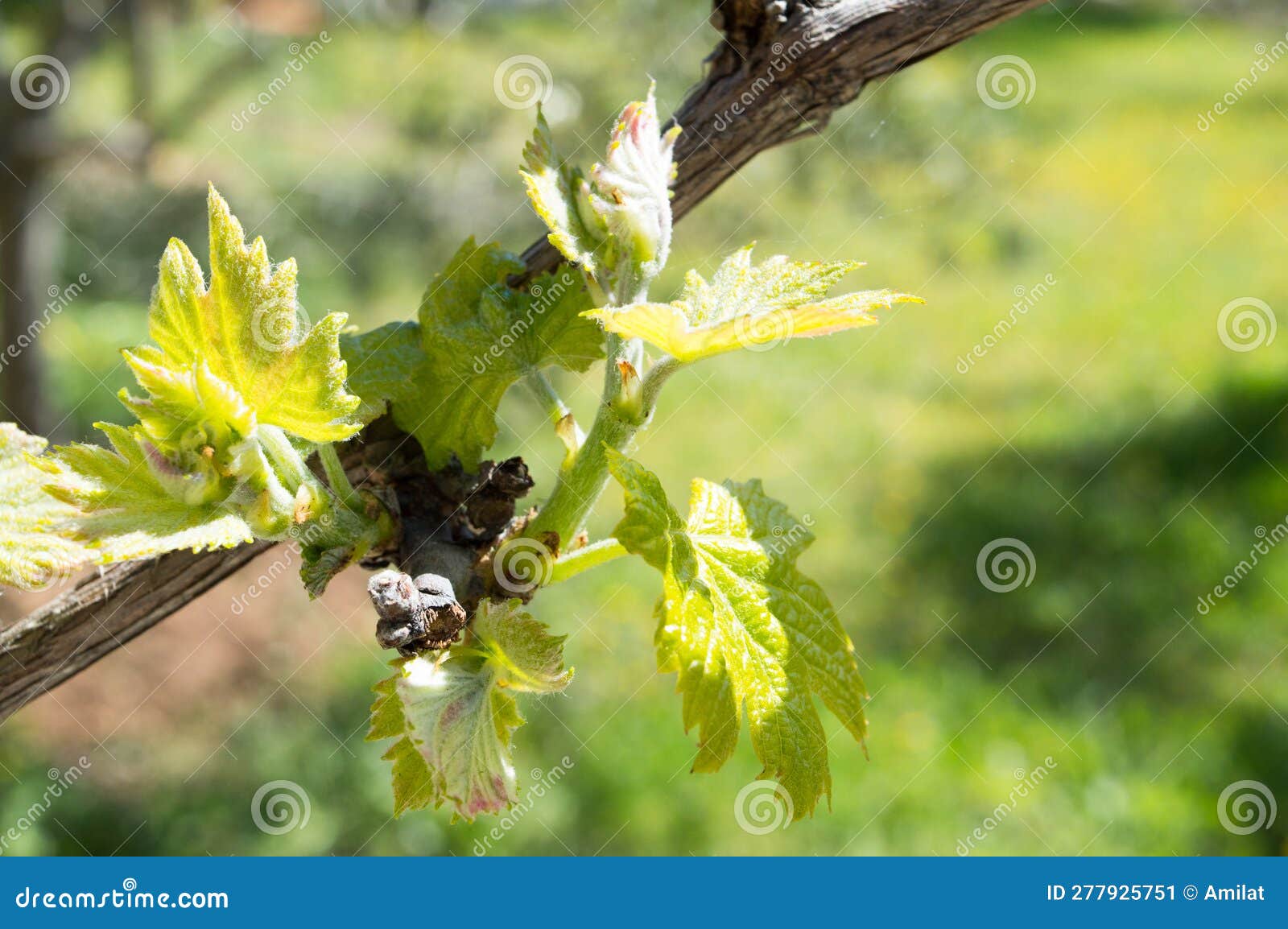 Spring growth of grapevine stock image. Image of cultivation - 277925751