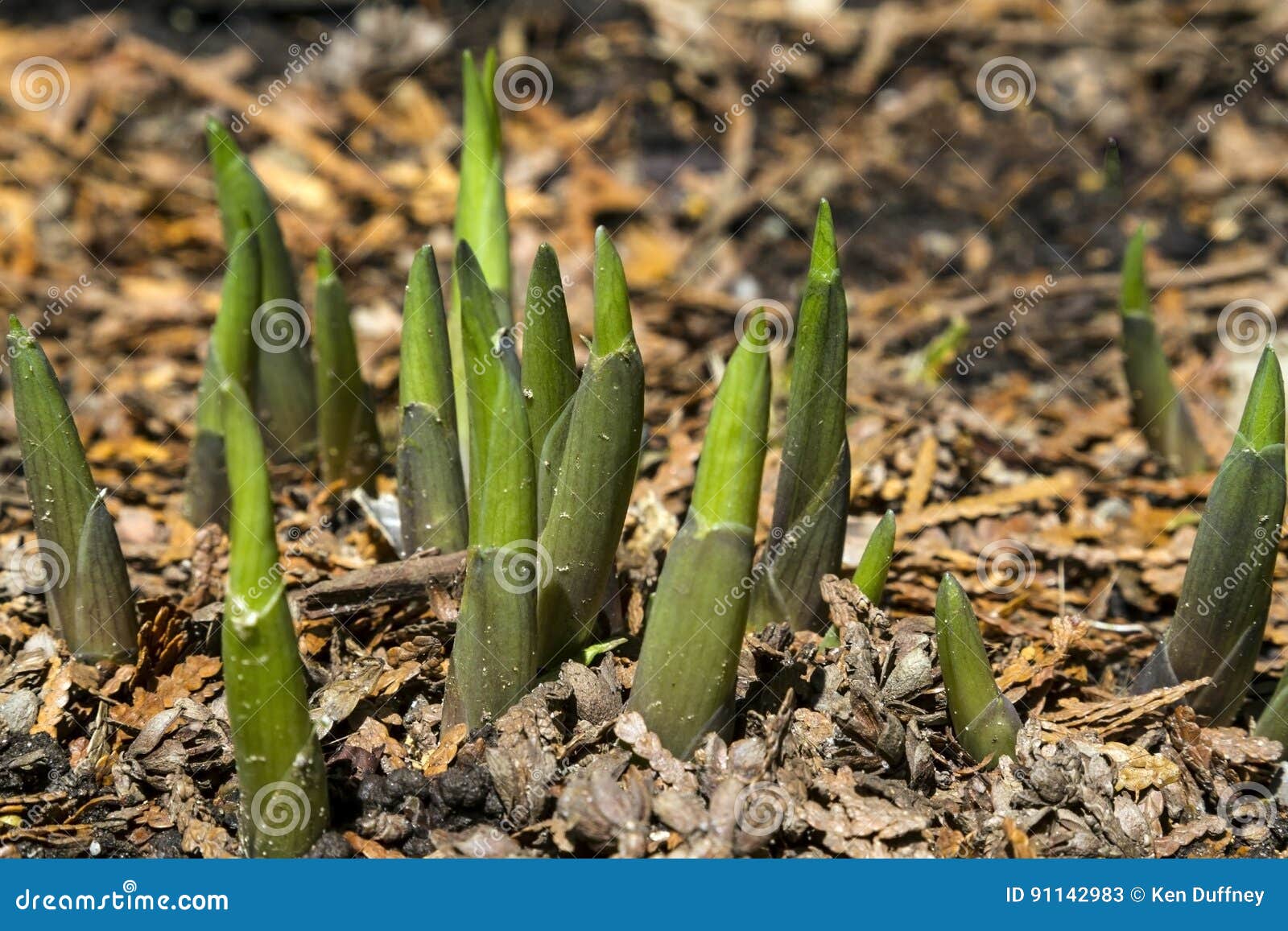 Spring growth stock image. Image of plant, growth, growing - 91142983
