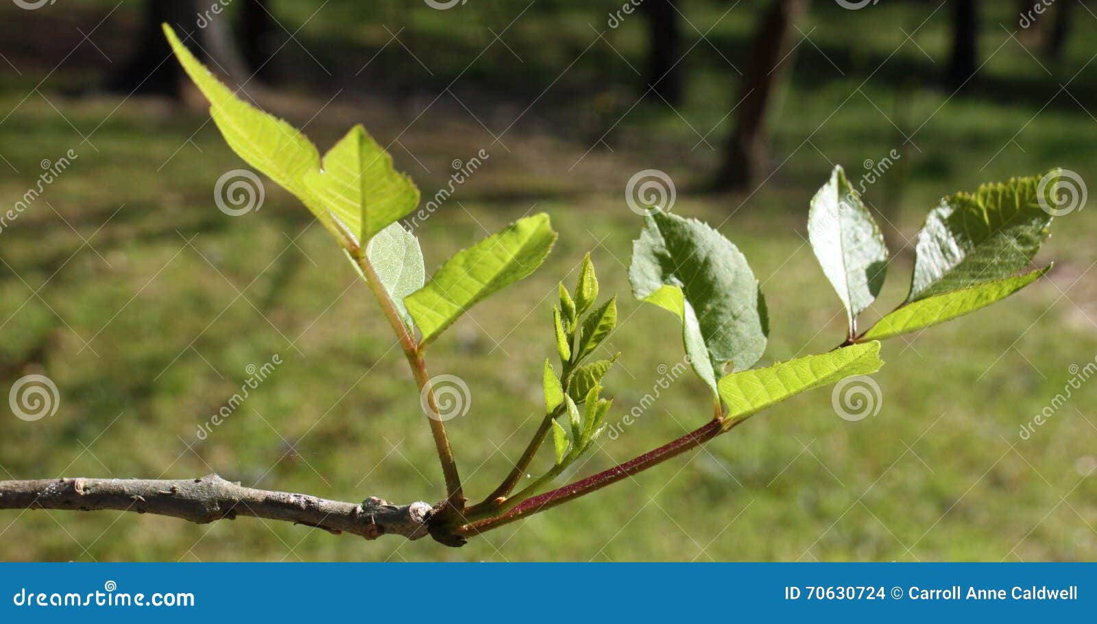 Spring growth stock photo. Image of growth, budding, branch - 70630724