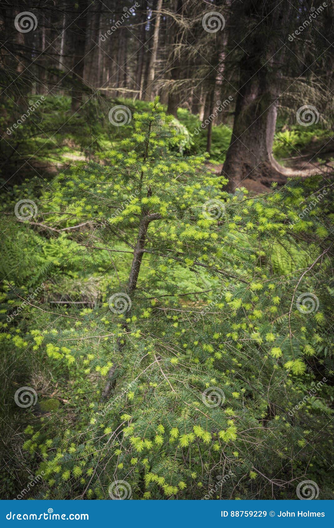 Spring Growth on Pine Tree in Scotland. Stock Image - Image of forest ...