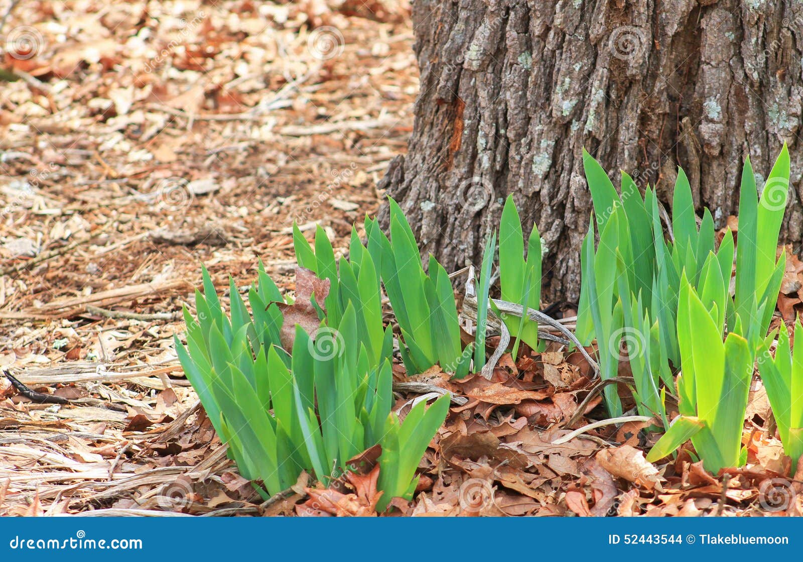 Spring growth R stock photo. Image of seasonal, growth - 52443544