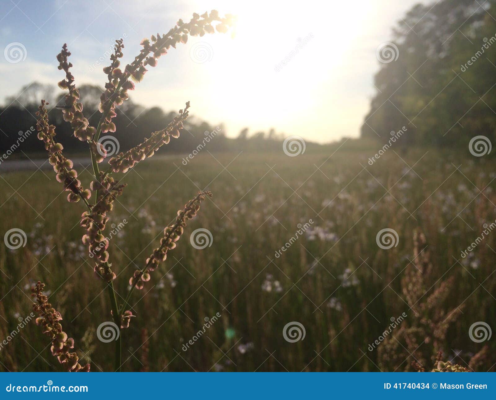 Spring Growth stock photo. Image of grass, insects, blur - 41740434